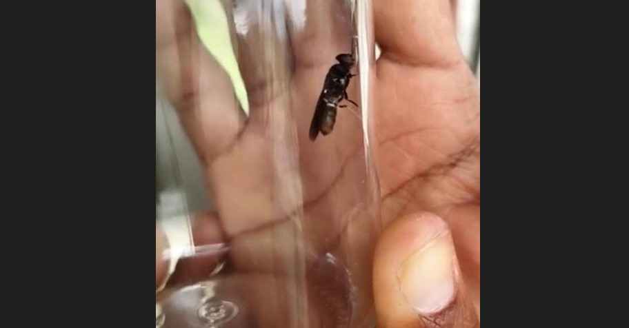Insect Production For Animal Feed In The Caribbean Closer To Reality ...