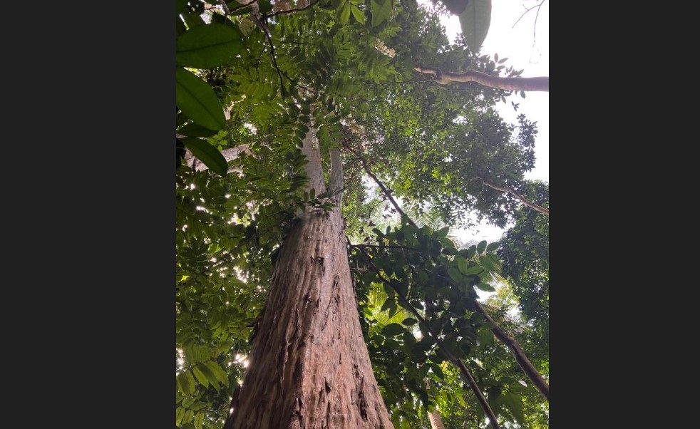 Experts Amazed At Massive Bay Leaf Tree In Union - St. Lucia Times