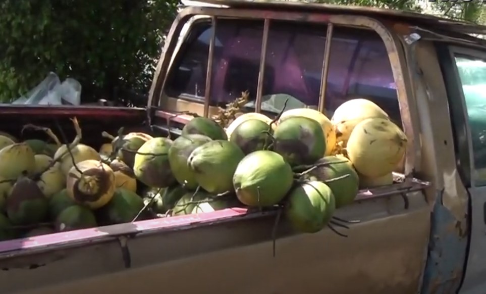 Vendors Defend Fresh Coconut Price Hike - St. Lucia Times