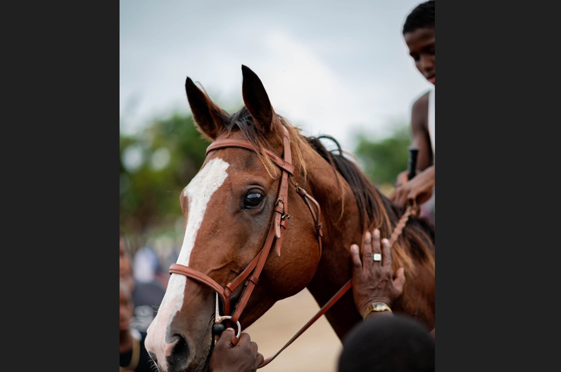 Organisers Delighted With The 'Resounding Success' Of Vieux Fort Horse ...