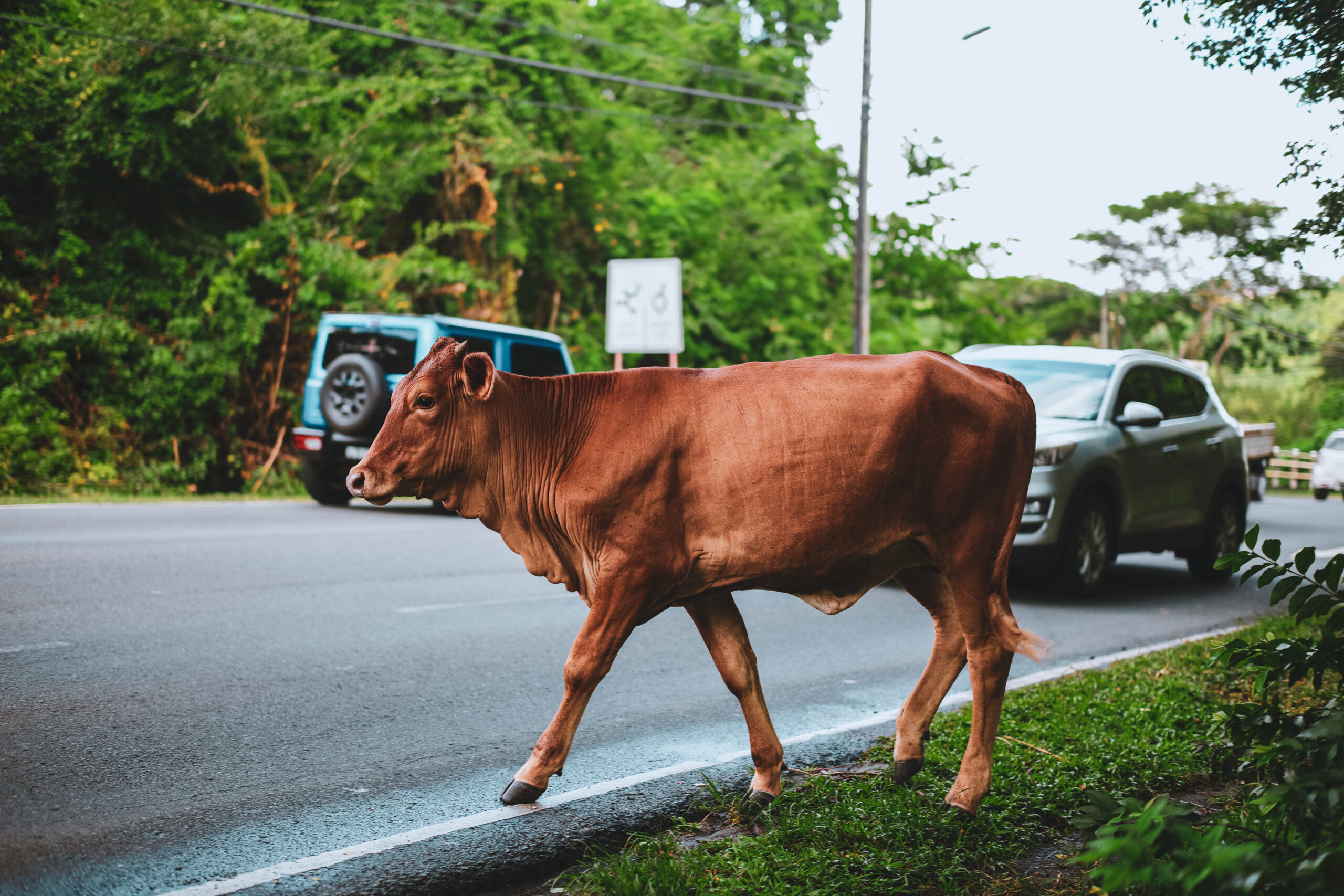 More Calls for action after cow-involved crashes on Gros Islet highway ...