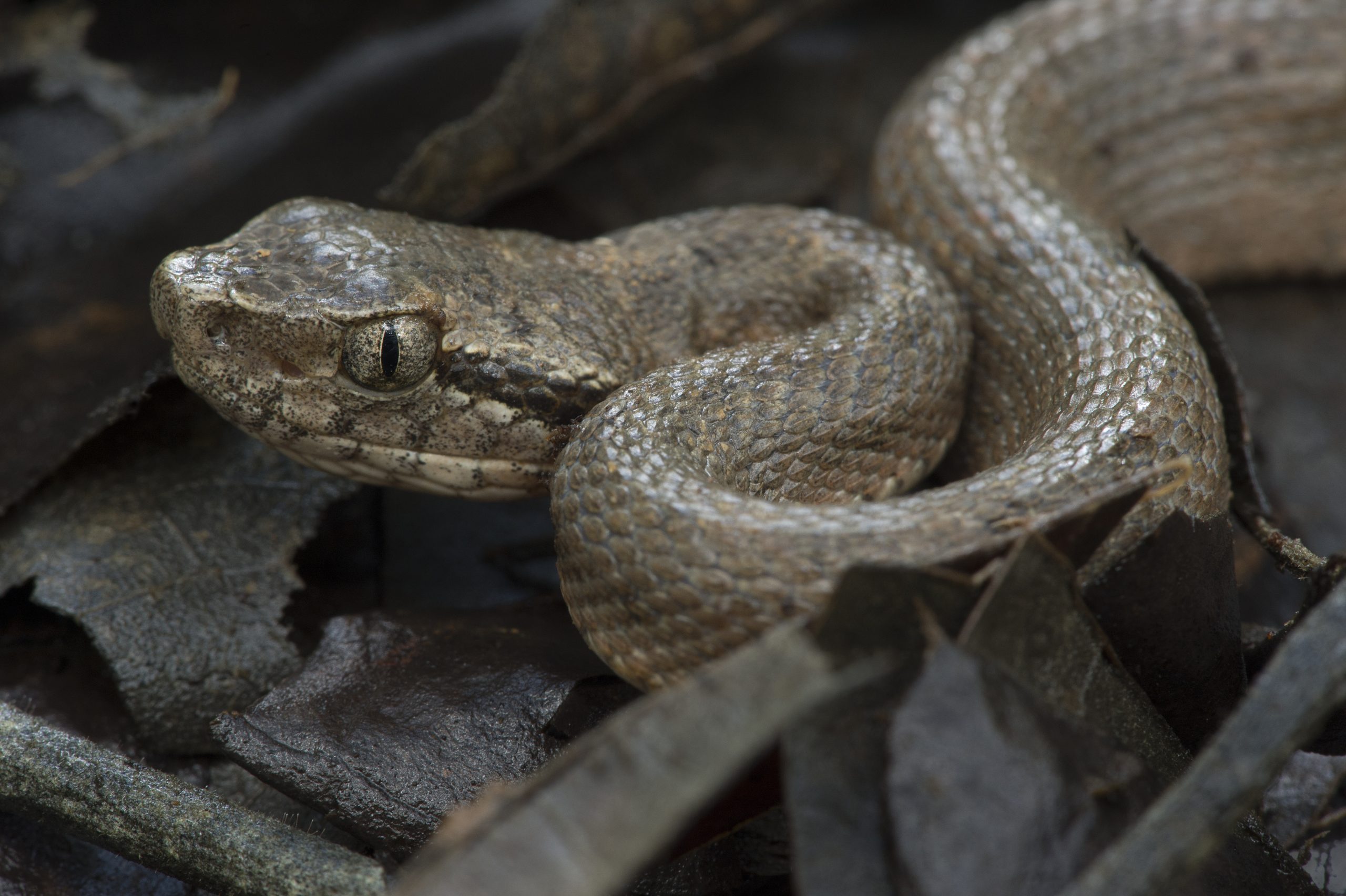 Fire service confirms snake bite incident, victim hospitalised - St ...