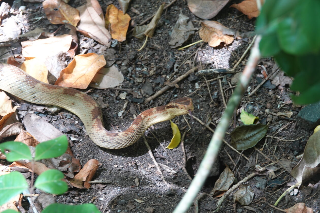Fatal fer-de-lance attack leaves Thomazo on edge - St. Lucia Times